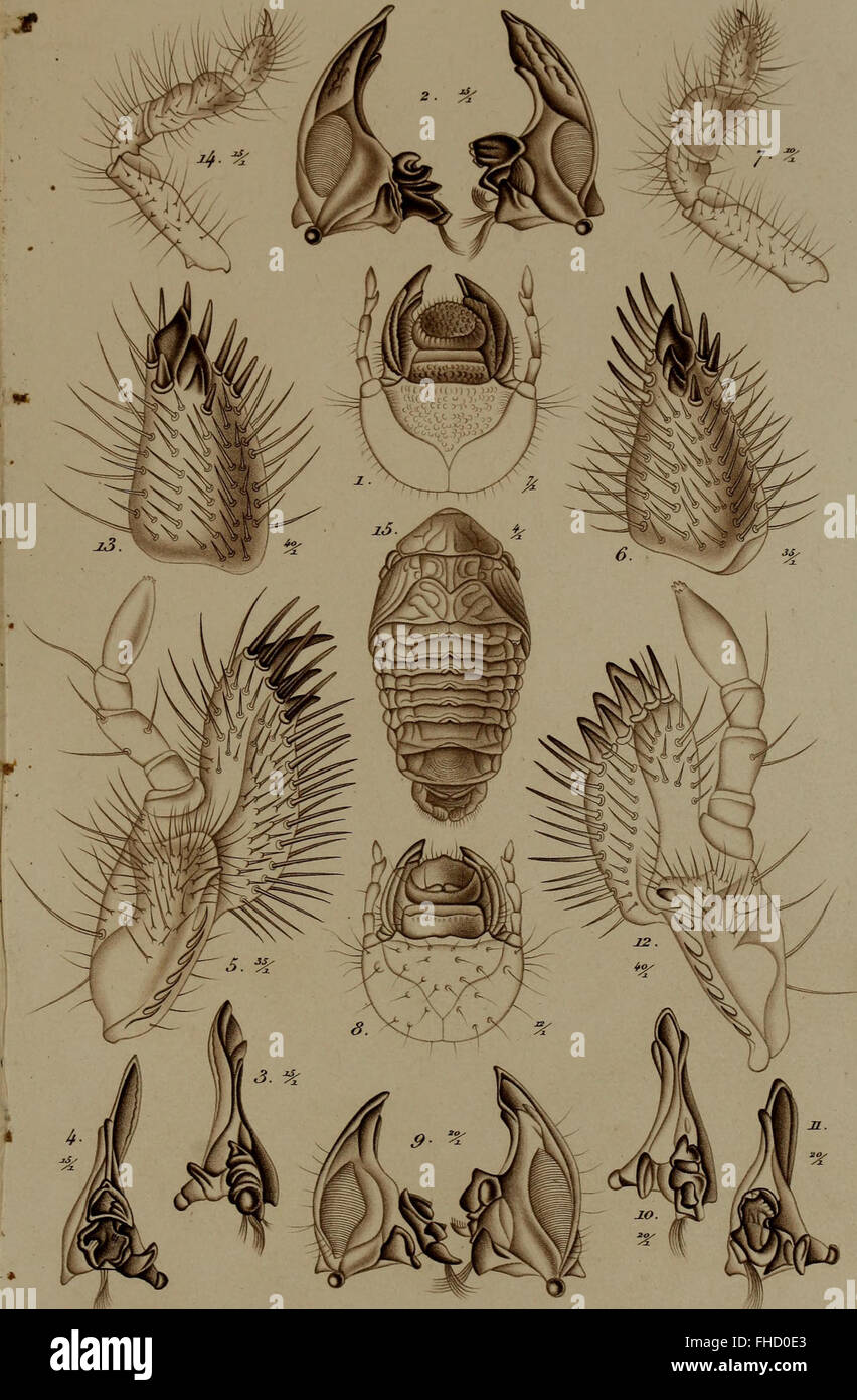 A 1861 work on the metamorphosis of insects, contributing to the ...
