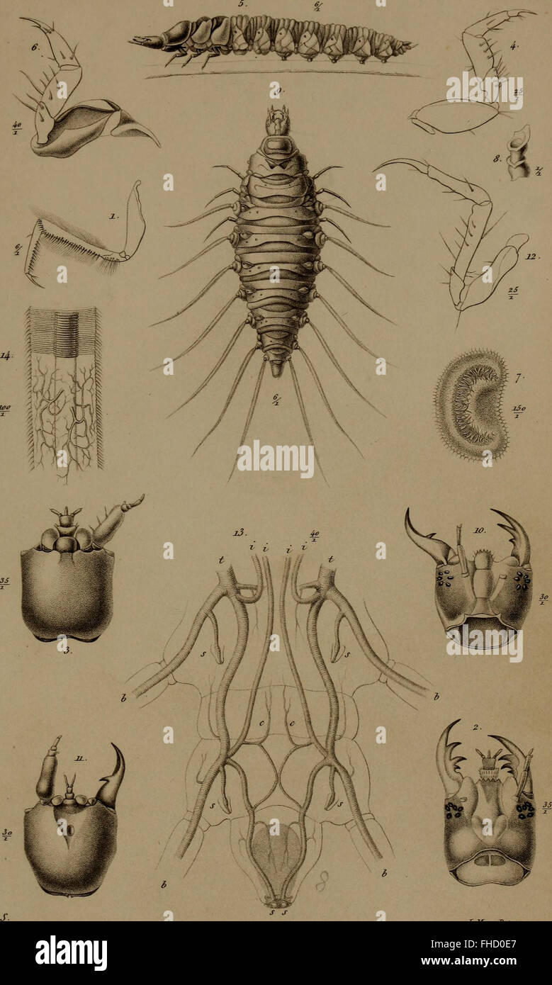 The study of the metamorphosis of Eleutheratorum, a work from 1861 that ...