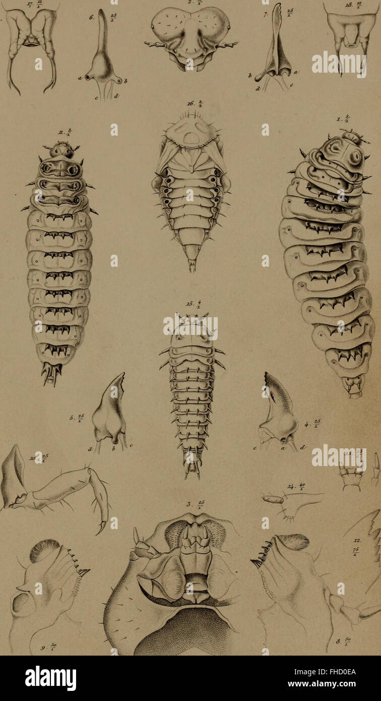 Observations on the metamorphosis of Eleutheratorum, contributing to ...