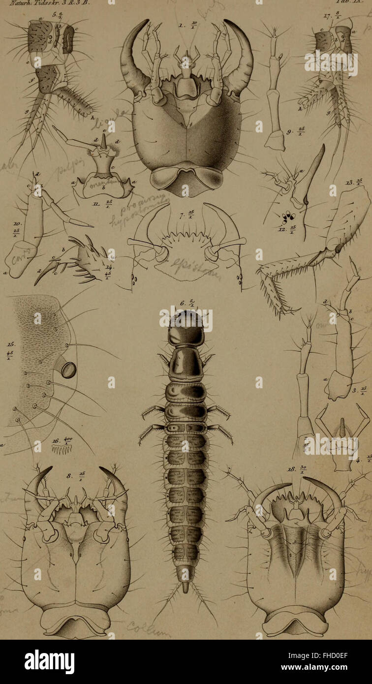 A 1861 work on the metamorphosis of insects, detailing the development ...