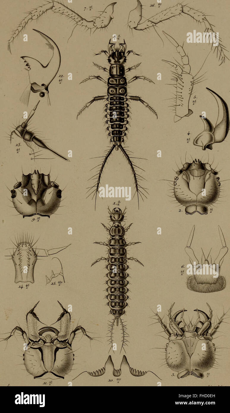 A study on the metamorphosis of butterflies and insects, contributing ...