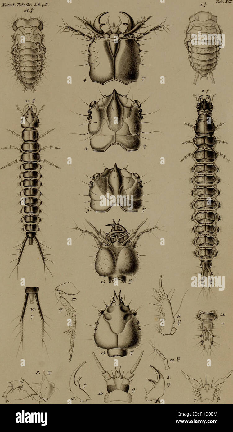 This 1861 work, 'De Metamorphosi Eleutheratorum Observationes ...