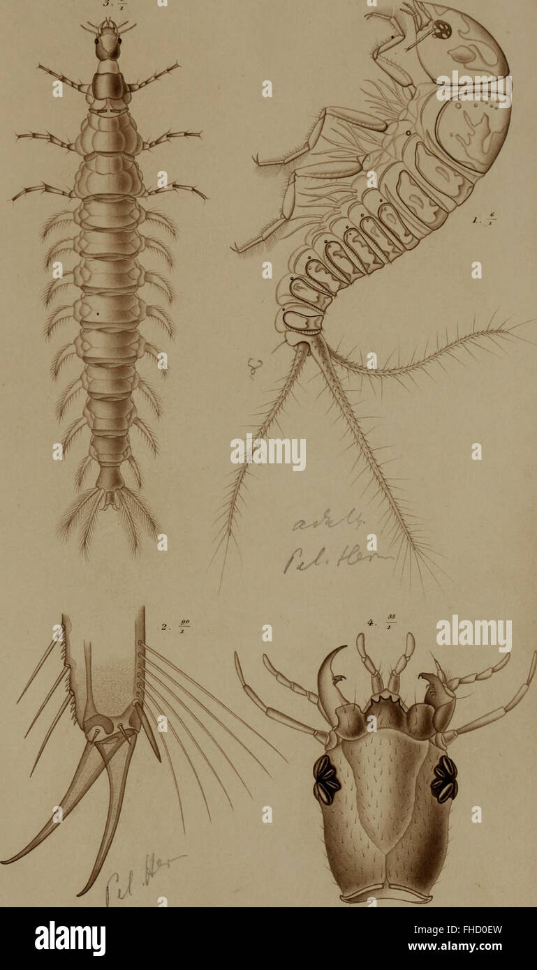A 1861 work focused on the metamorphosis of insects, contributing to ...