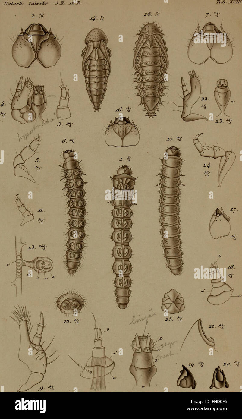 Our understanding of evolutionary history hi-res stock photography and ...