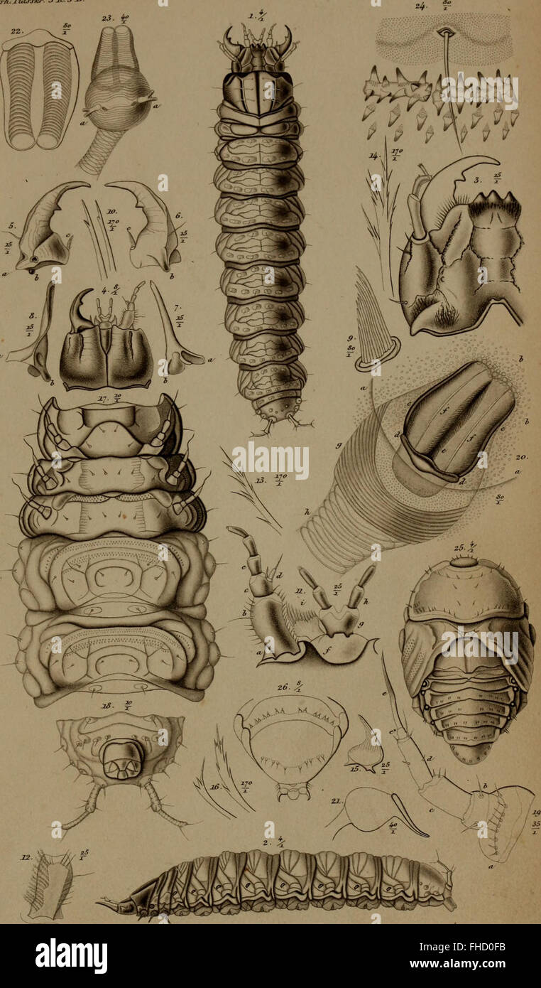 A 1861 work on the metamorphosis of Eleutheratorum insects ...
