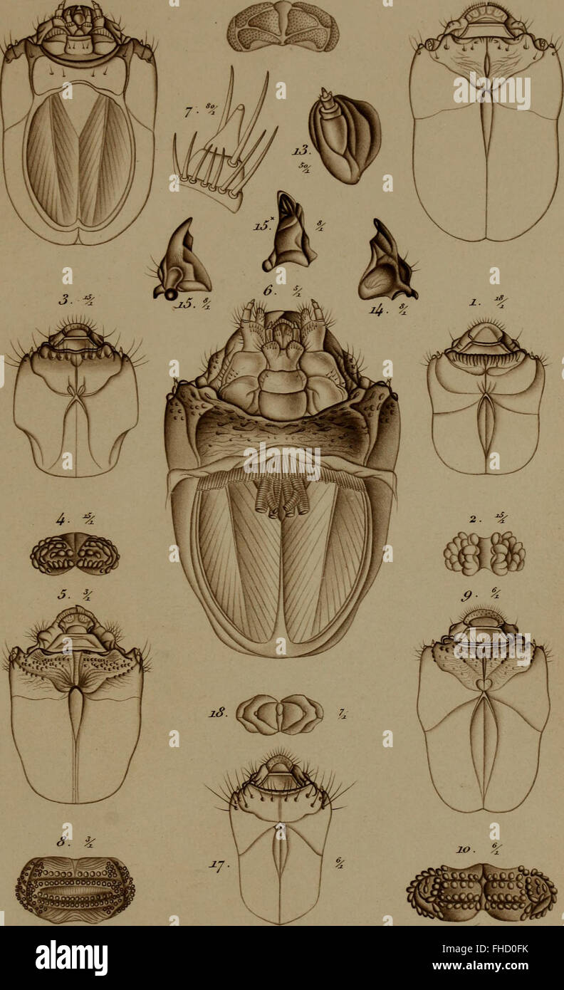 A 1861 work on the metamorphosis and development of insects ...