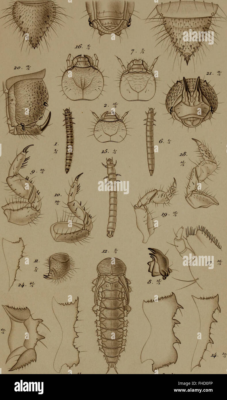 An 1861 work focused on the metamorphosis of Eleutheratorum (a genus of ...