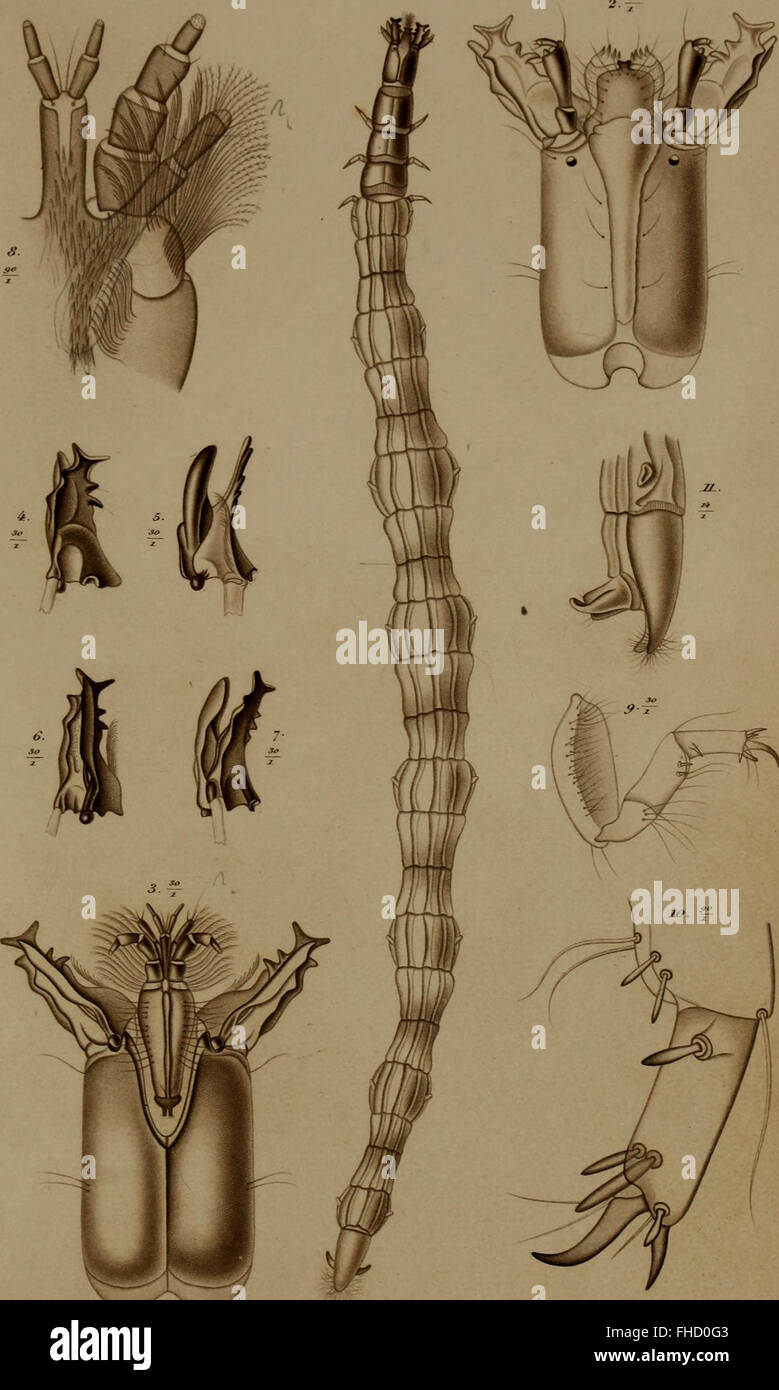 A scientific study from 1861 observing the metamorphosis of insects ...