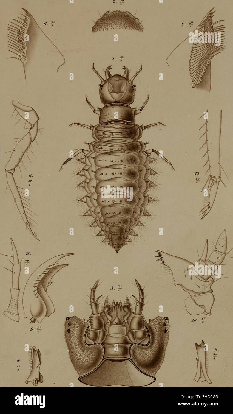 A 1861 work on the metamorphosis of certain insects, contributing to ...