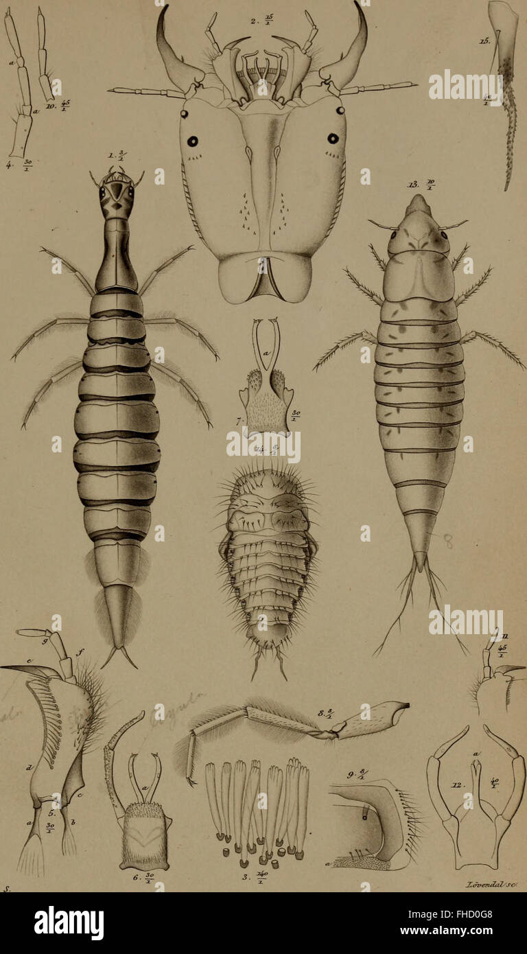 De Metamorphosi Eleutheratorum, a study from 1861 on the metamorphosis ...
