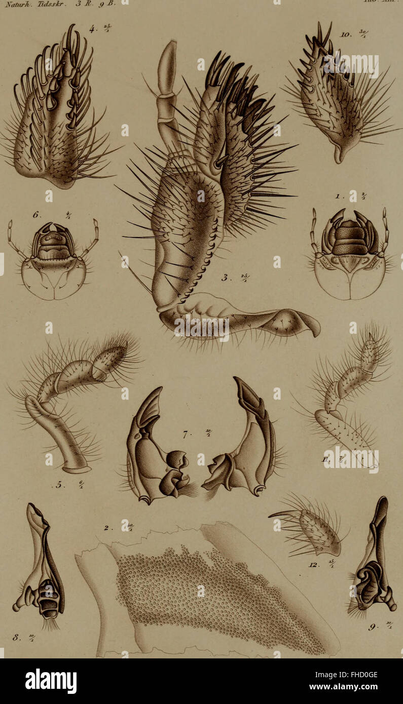 A study on the metamorphosis of Eleutheratorum, documenting the insect ...