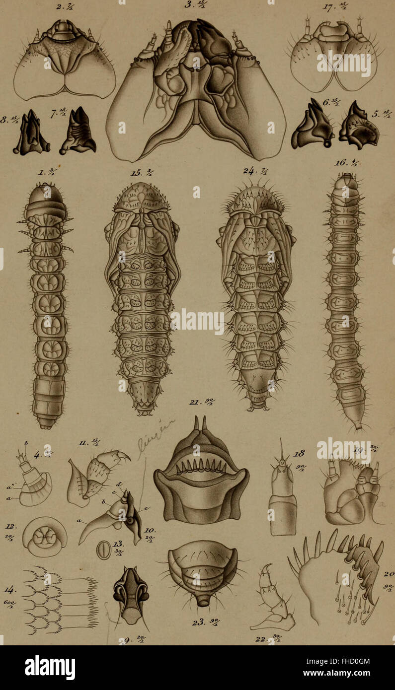 A 1861 work on the metamorphosis of Eleutheratorum (a genus of insects ...