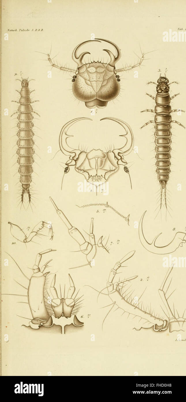 An 1861 work focused on the metamorphosis of insects, contributing to ...