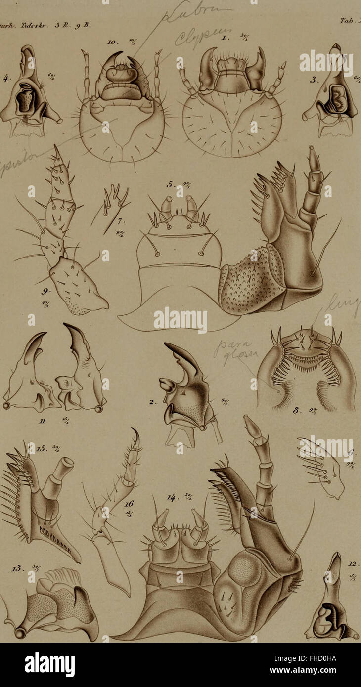 De metamorphosi eleutheratorum observationes (1861) is a pioneering ...