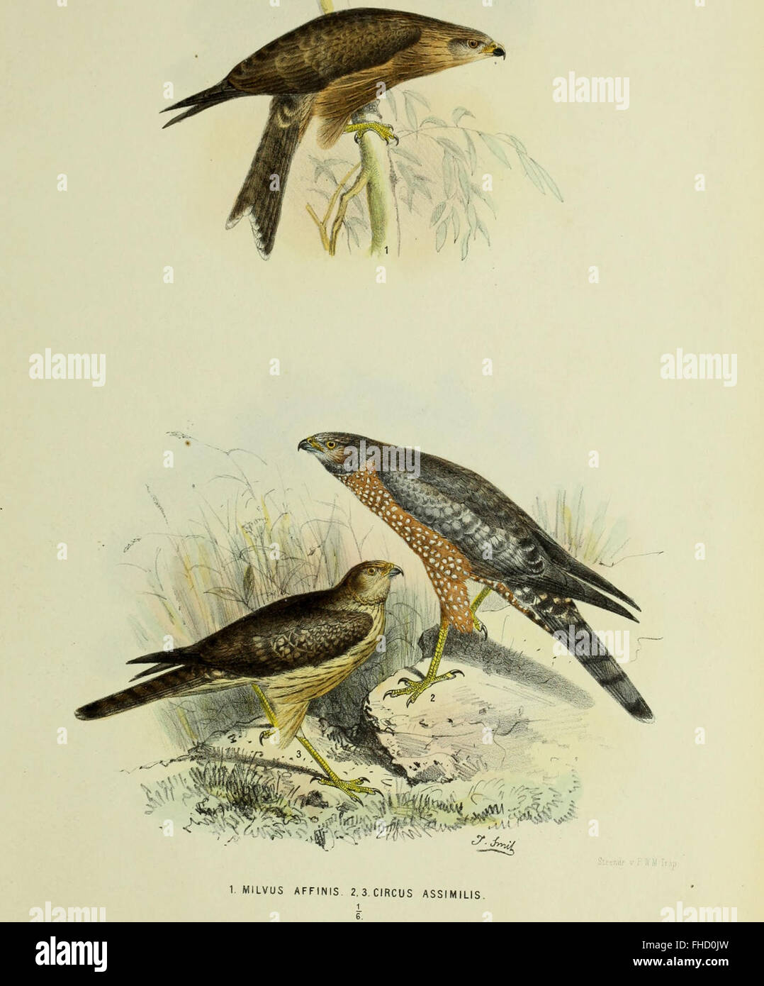 De Vogels van Nederlandsche Indie is a work on the birds of the Dutch ...