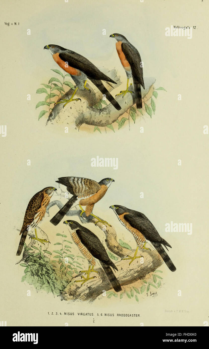 The birds of Dutch India (1860), Ornithology, Birds, Dutch India, 19th ...