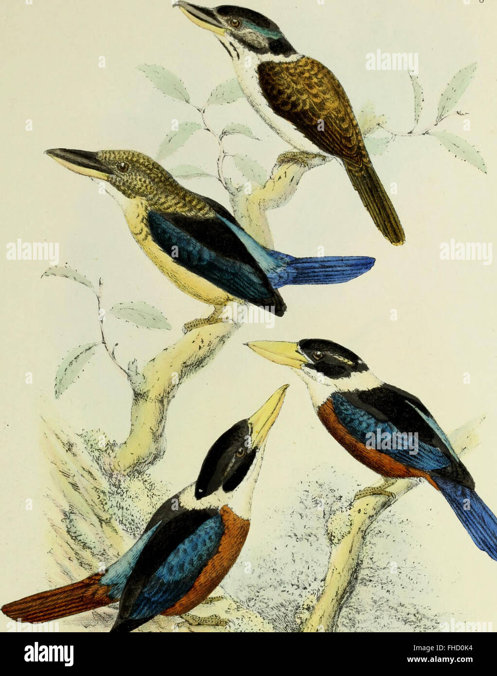 The birds of Dutch India (present-day Indonesia), a comprehensive study ...