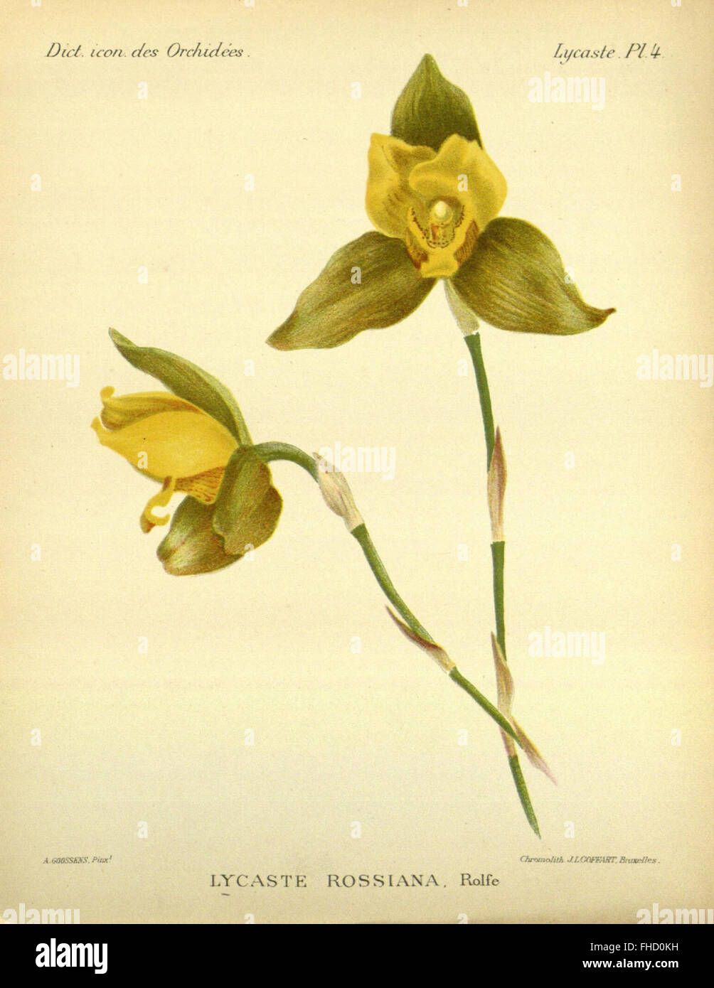 A comprehensive iconographic dictionary of orchids, illustrating ...