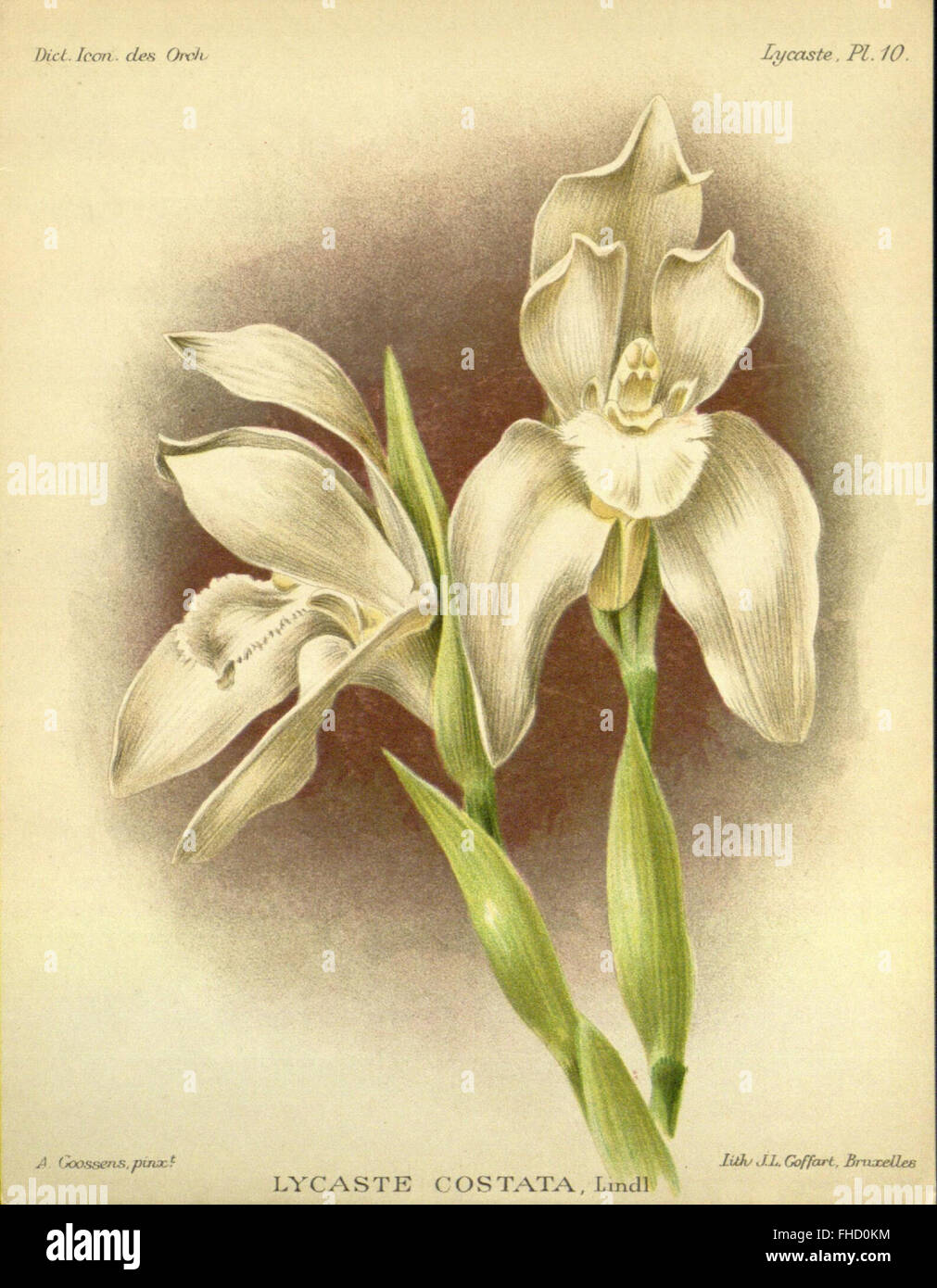 'Dictionnaire Iconographique des Orchidees' is a botanical reference ...