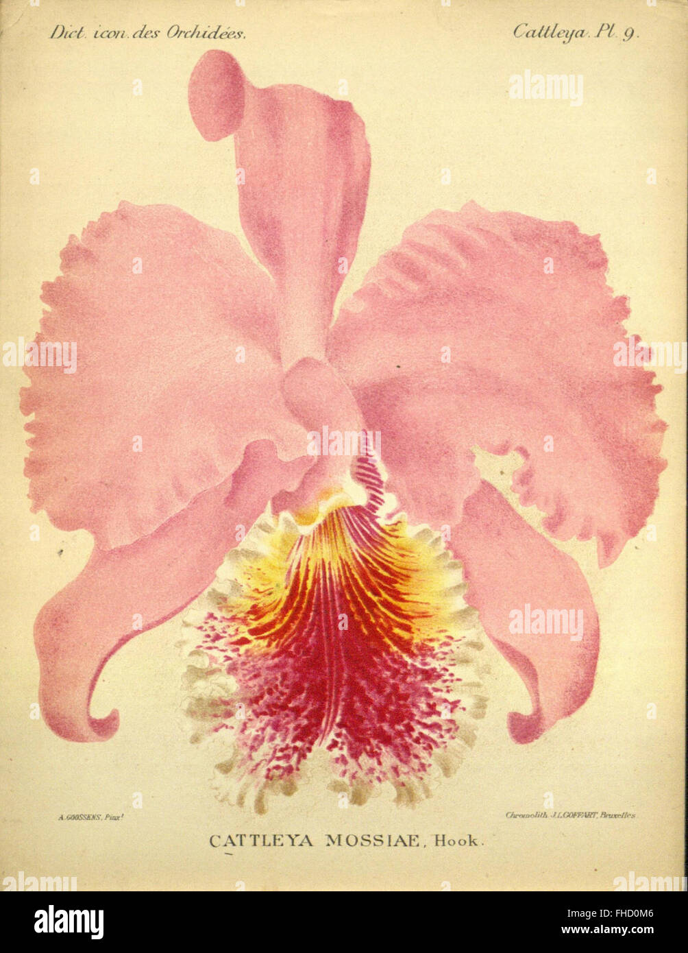 A pictorial dictionary of orchids, illustrating various species in ...