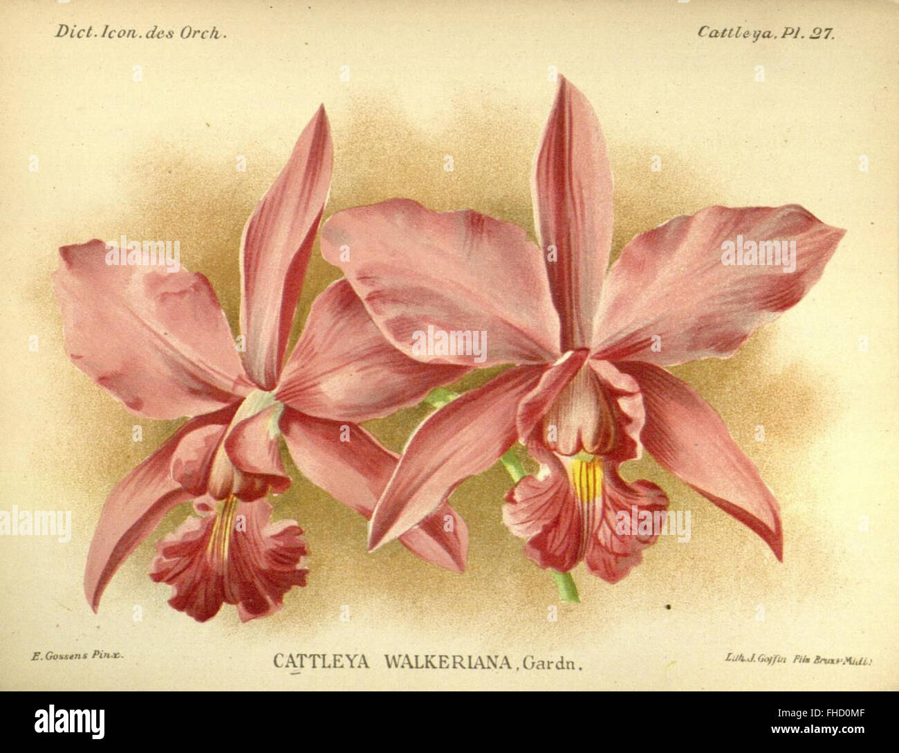 Dictionnaire iconographique des orchidees, Botany, Missouri Botanical ...