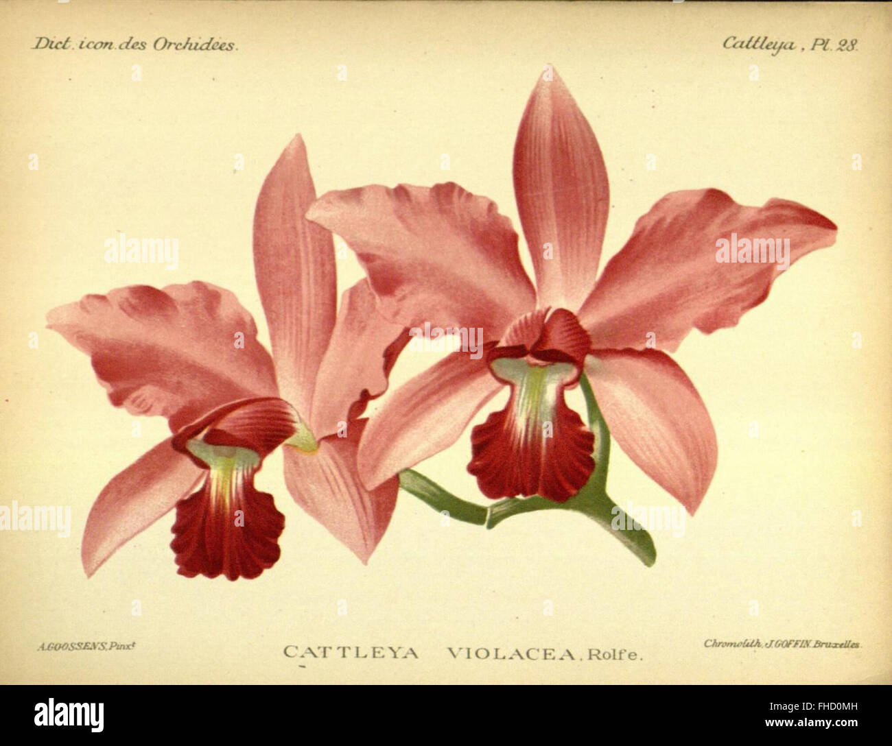 Iconographic dictionary of orchids, botanical research, Missouri ...