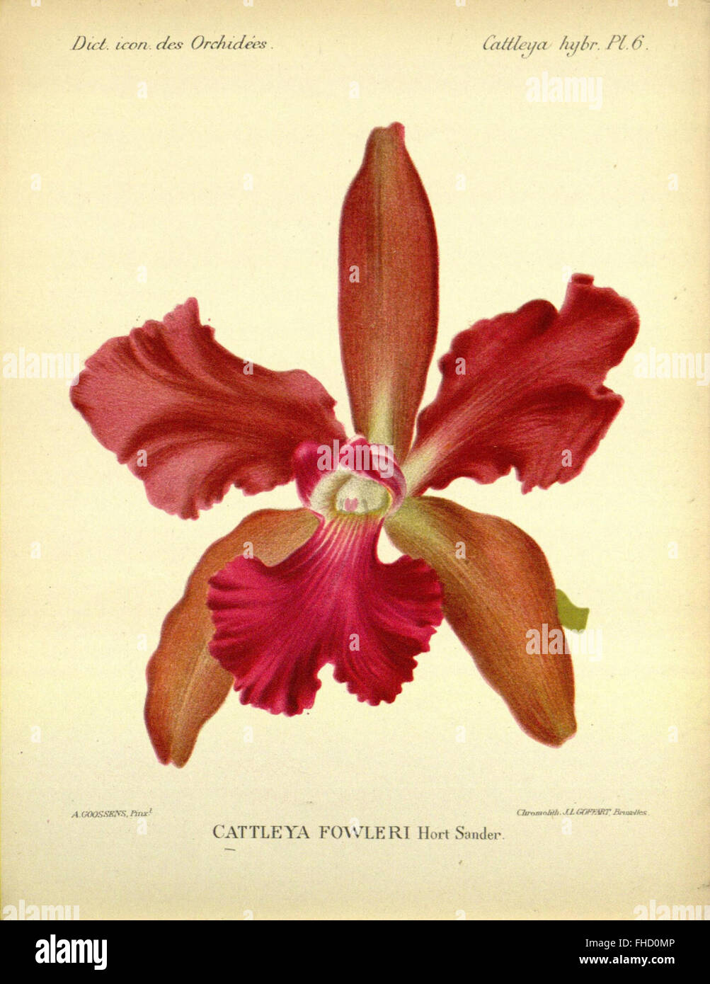 Dictionnaire Iconographique des Orchidees is a botanical work that ...