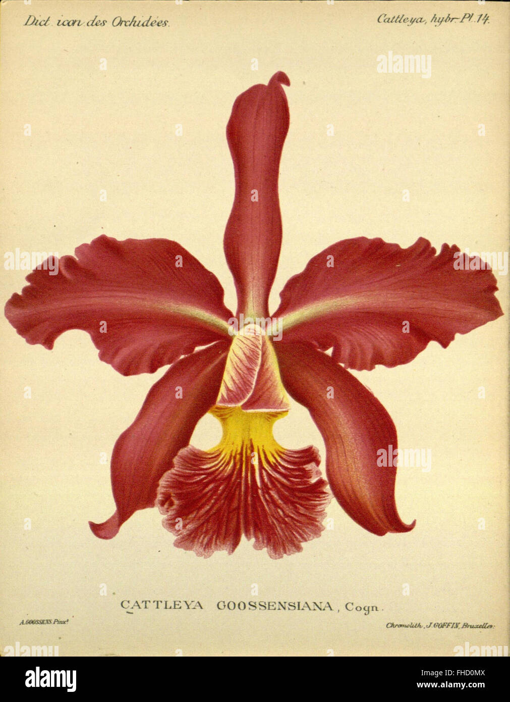 Dictionnaire iconographique des Orchidees, a detailed reference work on ...