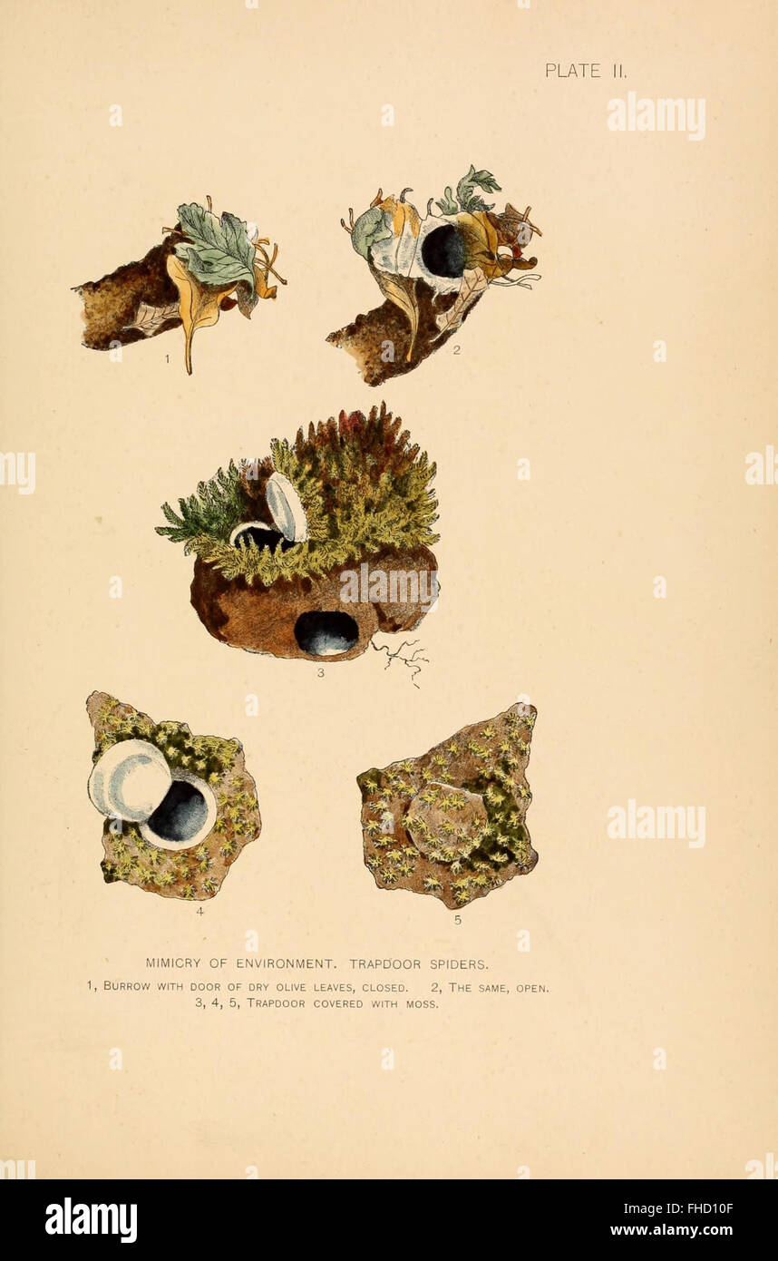 A detailed study on American spiders and their spinning behavior ...