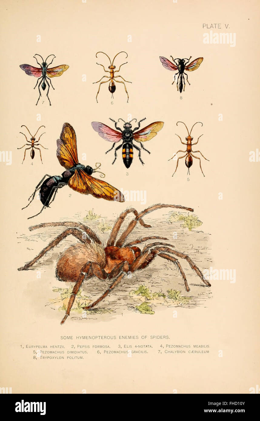 A detailed study of American spider species and their intricate web ...