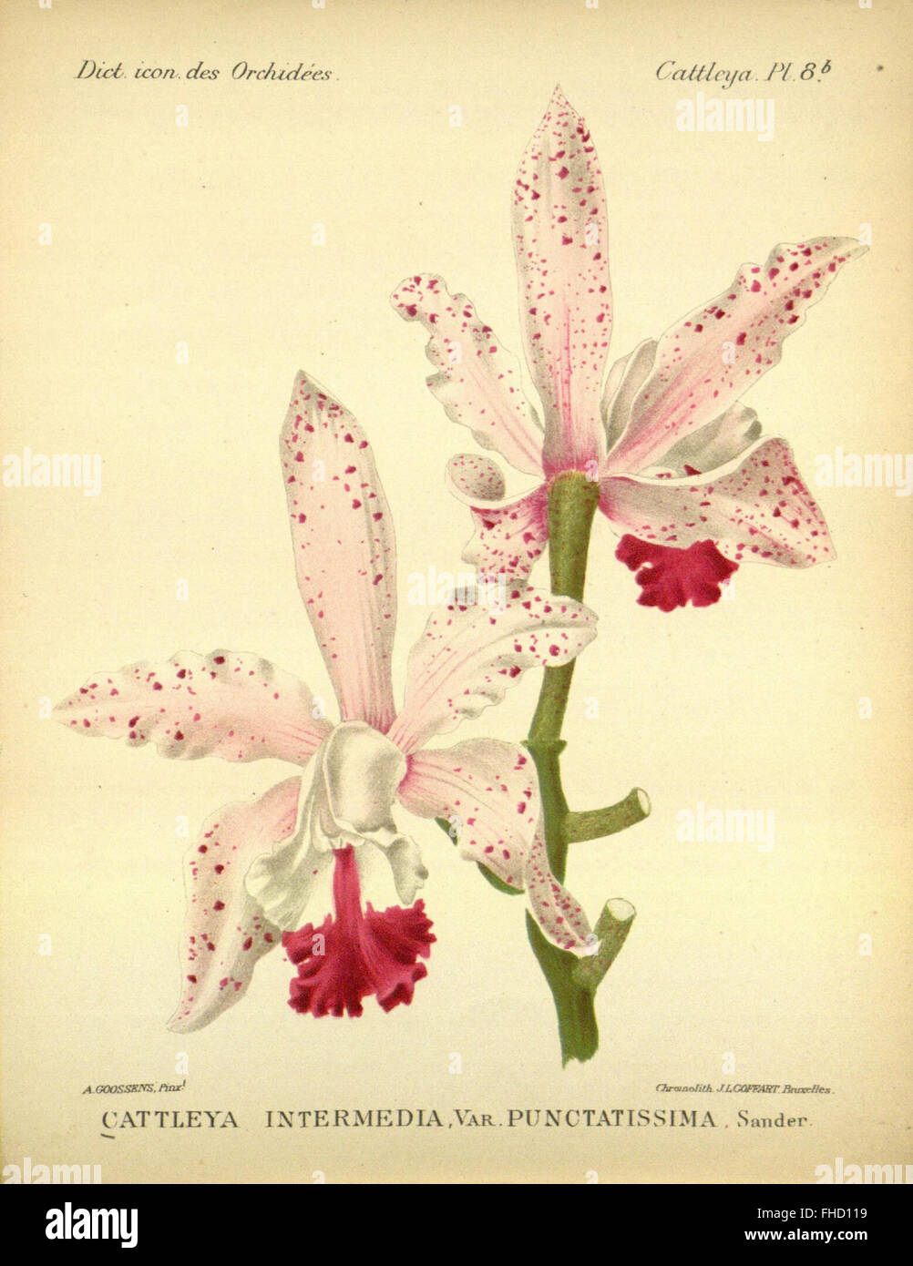 Orchid identification hi-res stock photography and images - Alamy