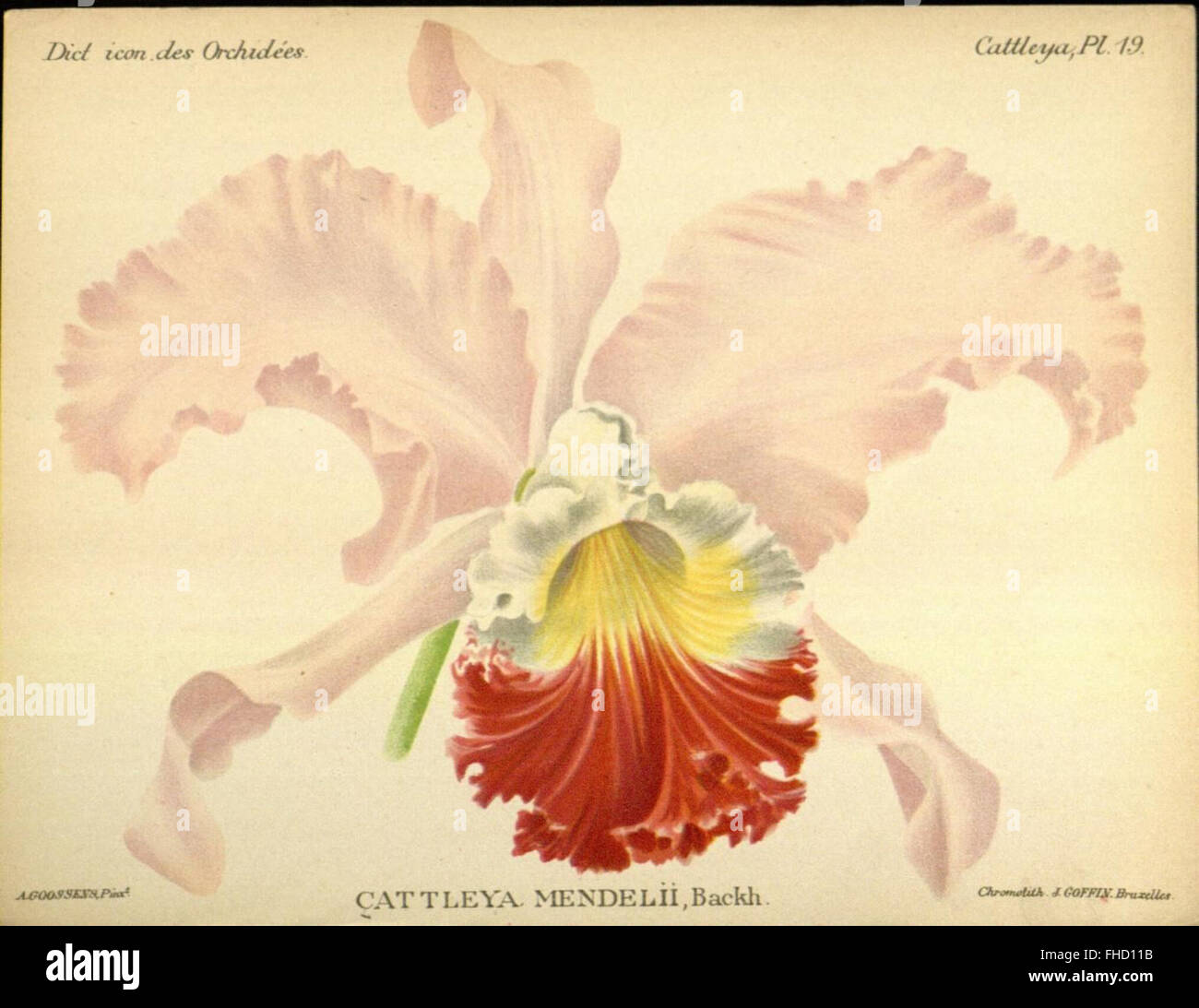 An iconographic dictionary of orchids, showcasing various species with ...