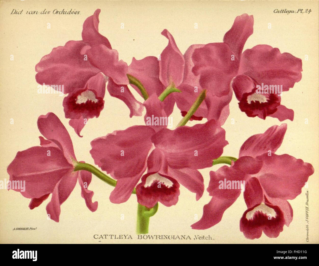 Dictionnaire iconographique des orchidees, a comprehensive iconographic ...