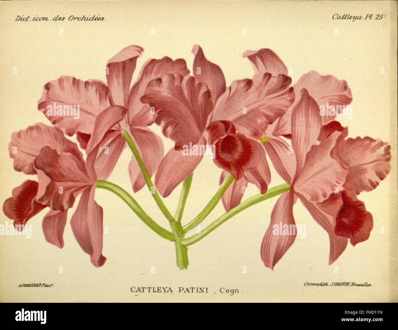 A botanical dictionary featuring detailed illustrations and ...
