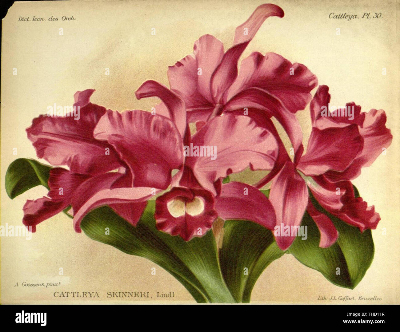 Iconographic dictionary of orchids, featuring detailed botanical ...