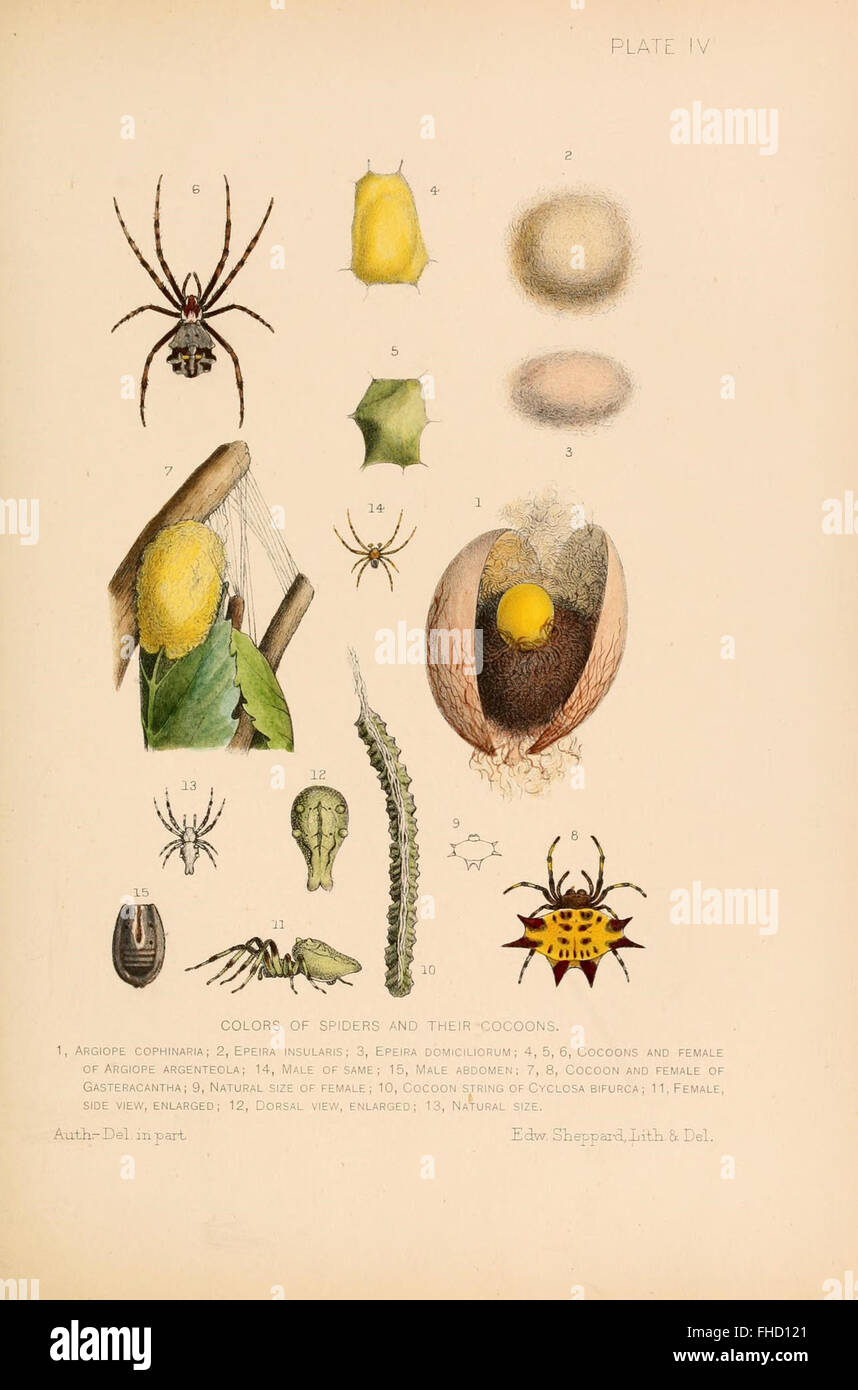 A detailed study on American spiders and their web-spinning techniques ...