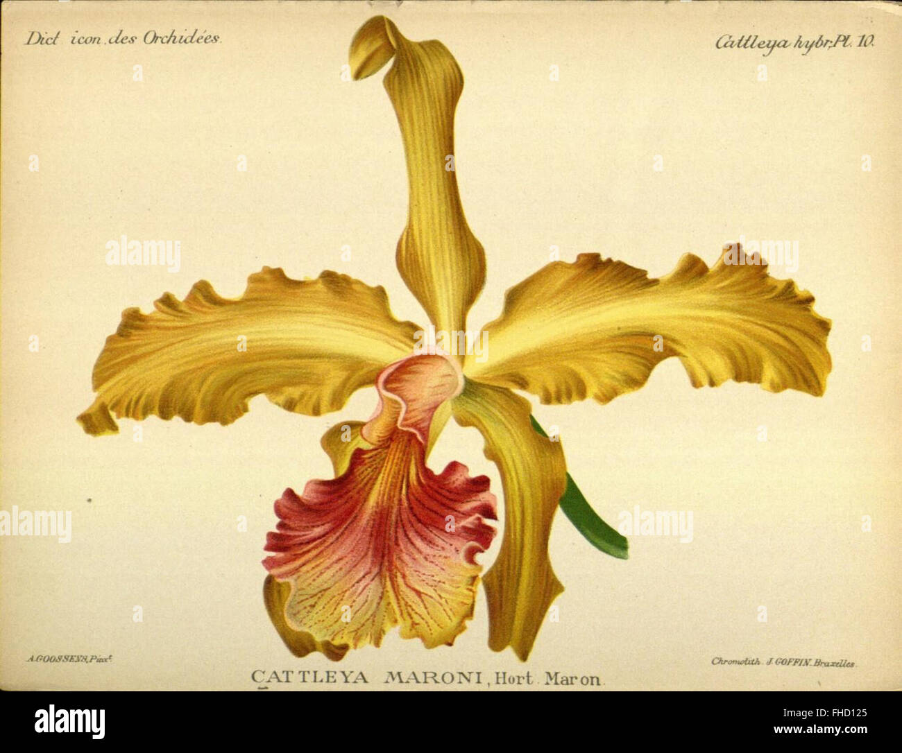 Dictionnaire iconographique des Orchidees, a detailed reference work on ...