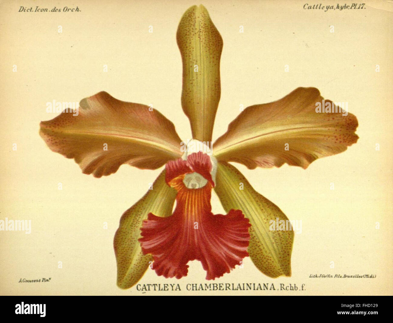 A botanical dictionary of orchids, detailing the various species of ...