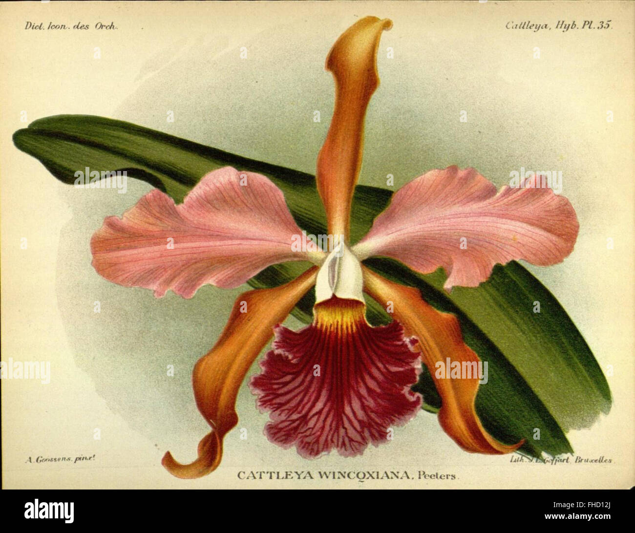 The Iconographic Dictionary of Orchids, a botanical reference work ...