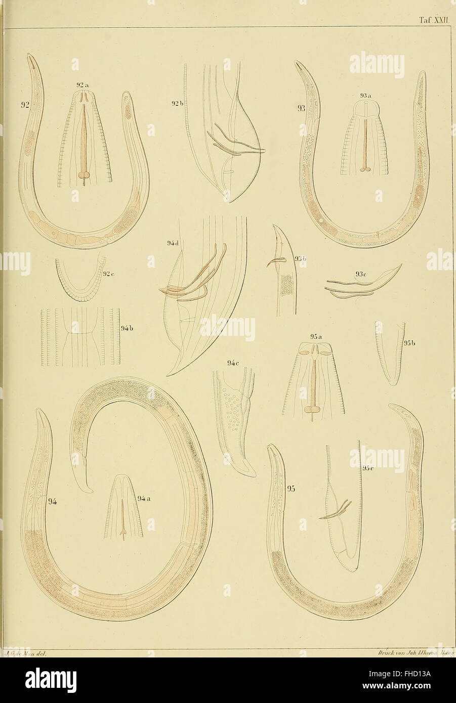 The free-living nematodes of pure earth and sweet water in the Dutch ...