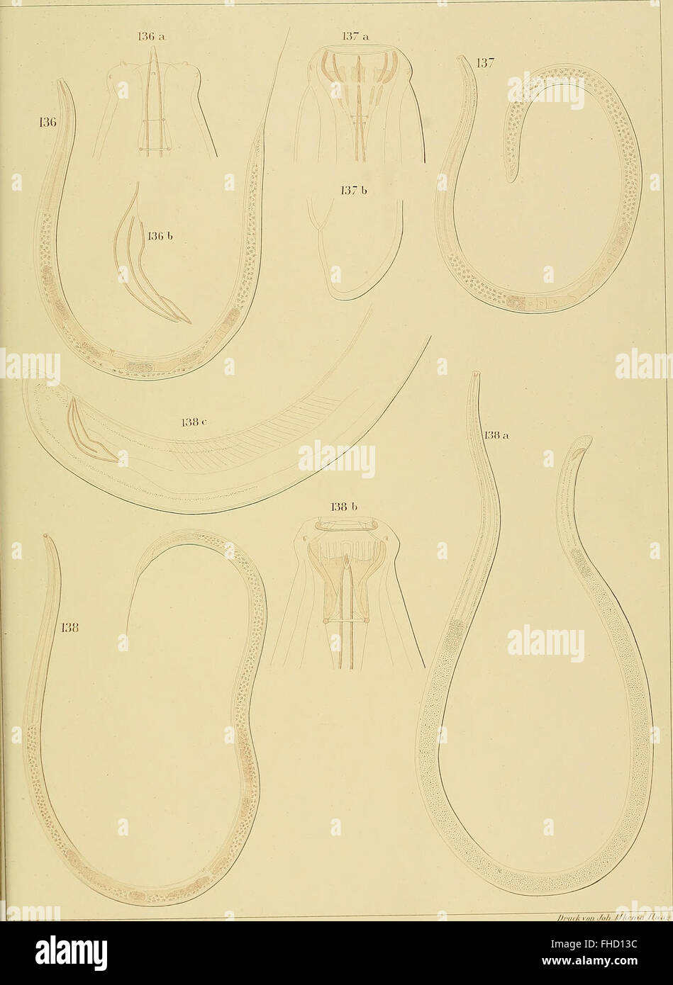 Nematode classifications hi-res stock photography and images - Alamy