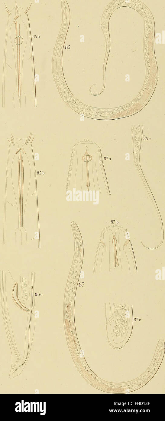 A monograph from 1884 on free-living nematodes in pure earth and ...