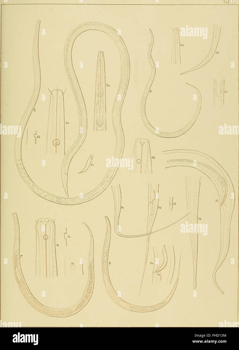 A systematic monograph on the nematodes living freely in pure earth and ...