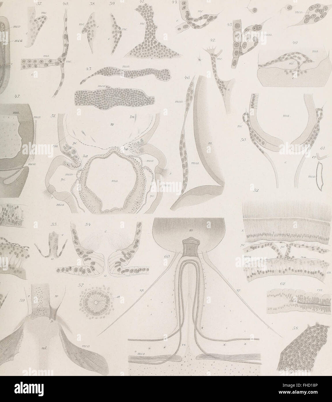 A study from 1893 focusing on the enteropneusts (acorn worms) found in ...