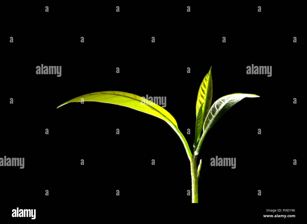 Green leaf plants hi-res stock photography and images - Alamy