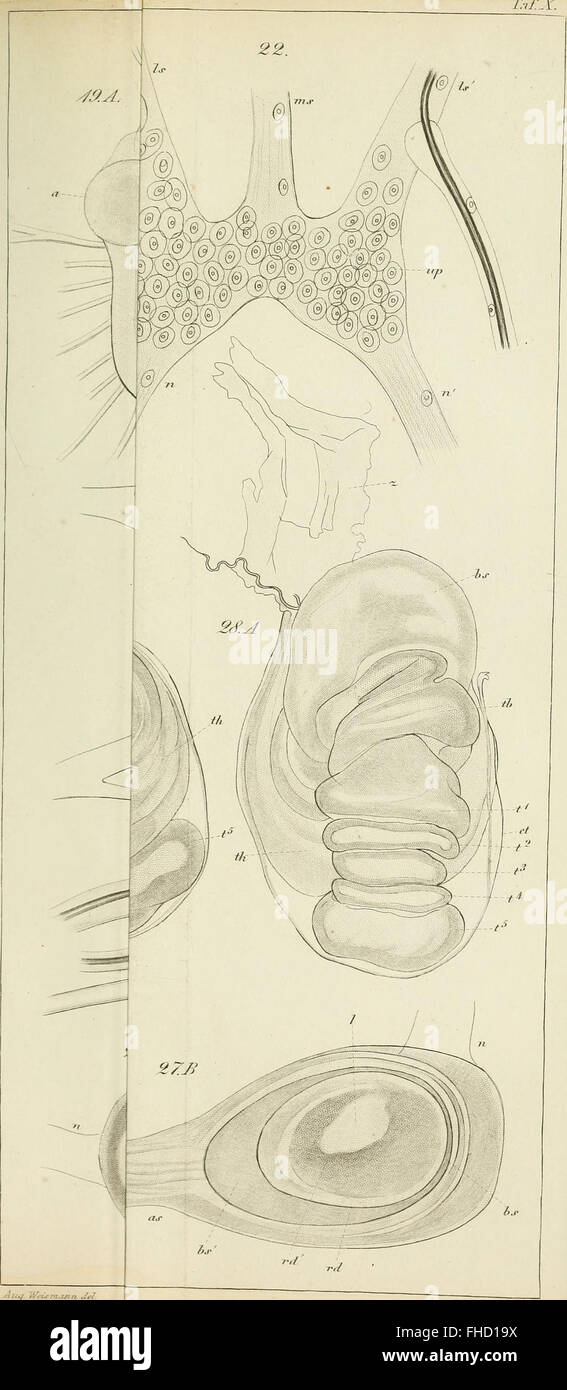 A 1864 German work on the development of dipterans, contributing to the ...