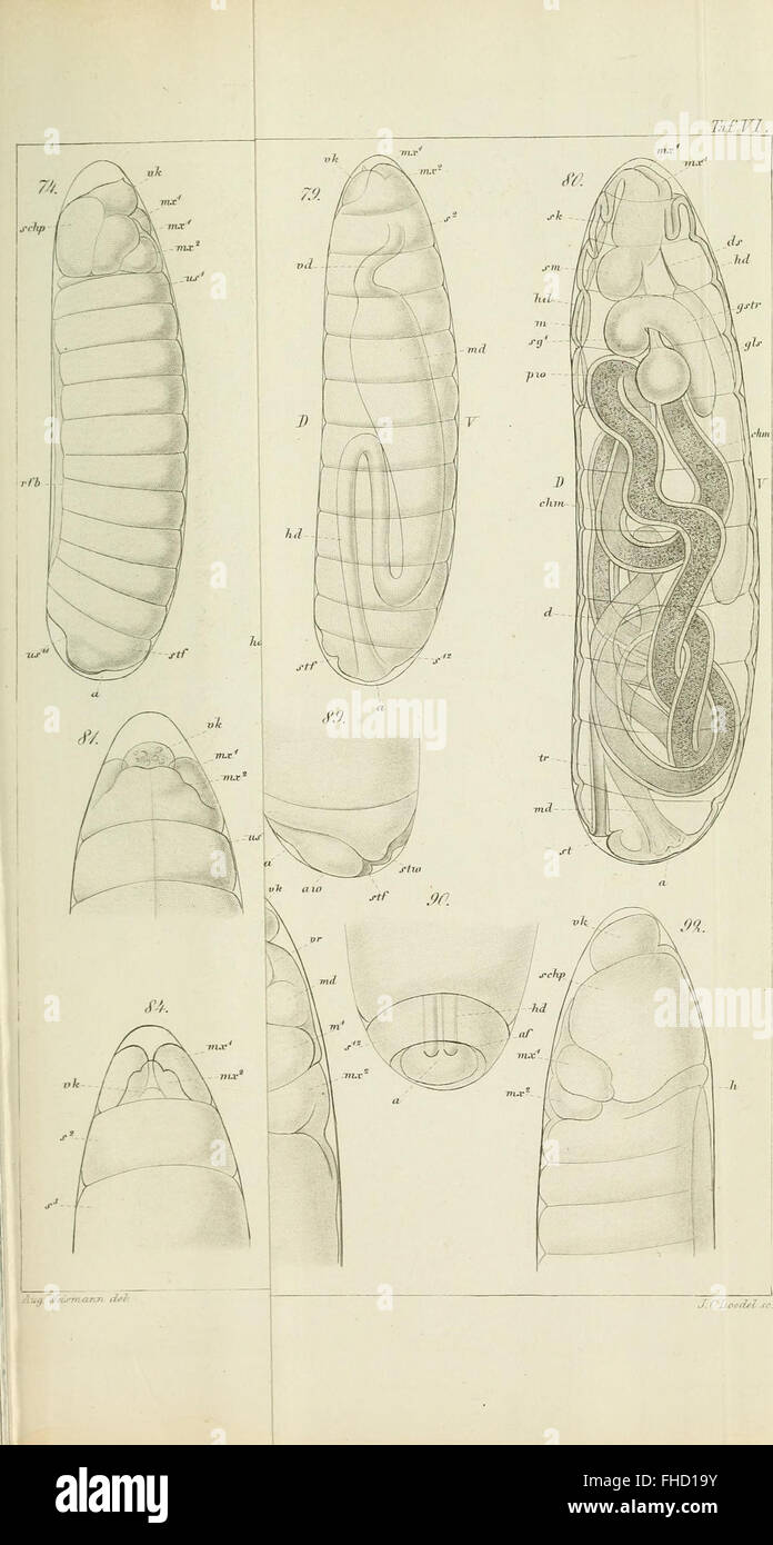 A 1864 work discussing the development of diptera (flies) and its ...