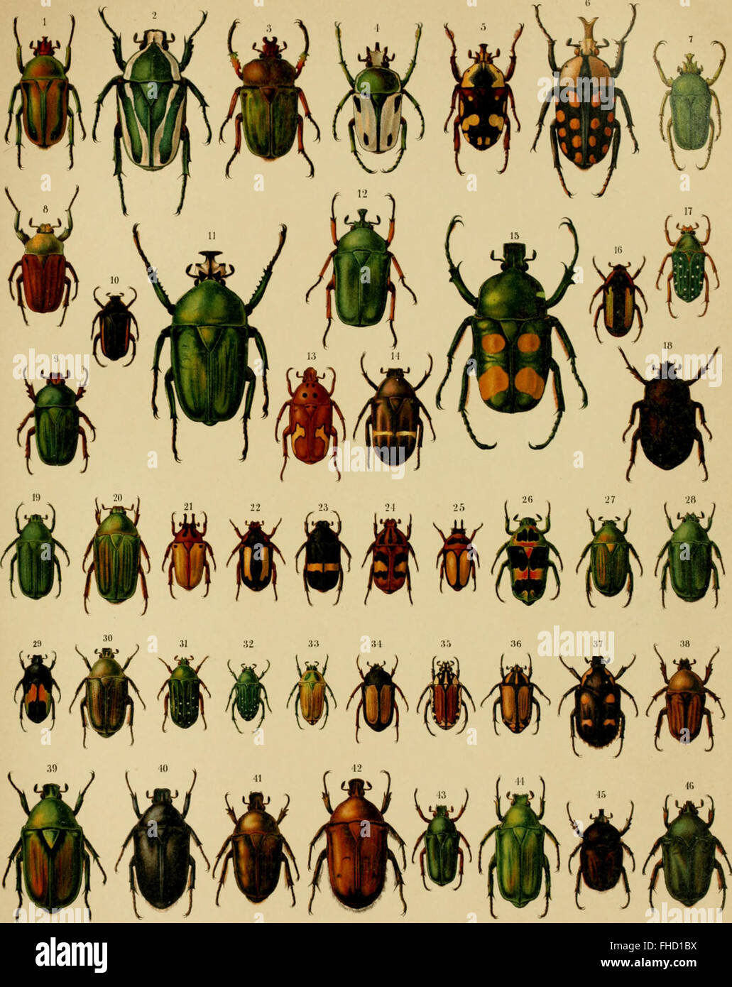 A 1908 work detailing exotic beetles with both descriptive text and ...