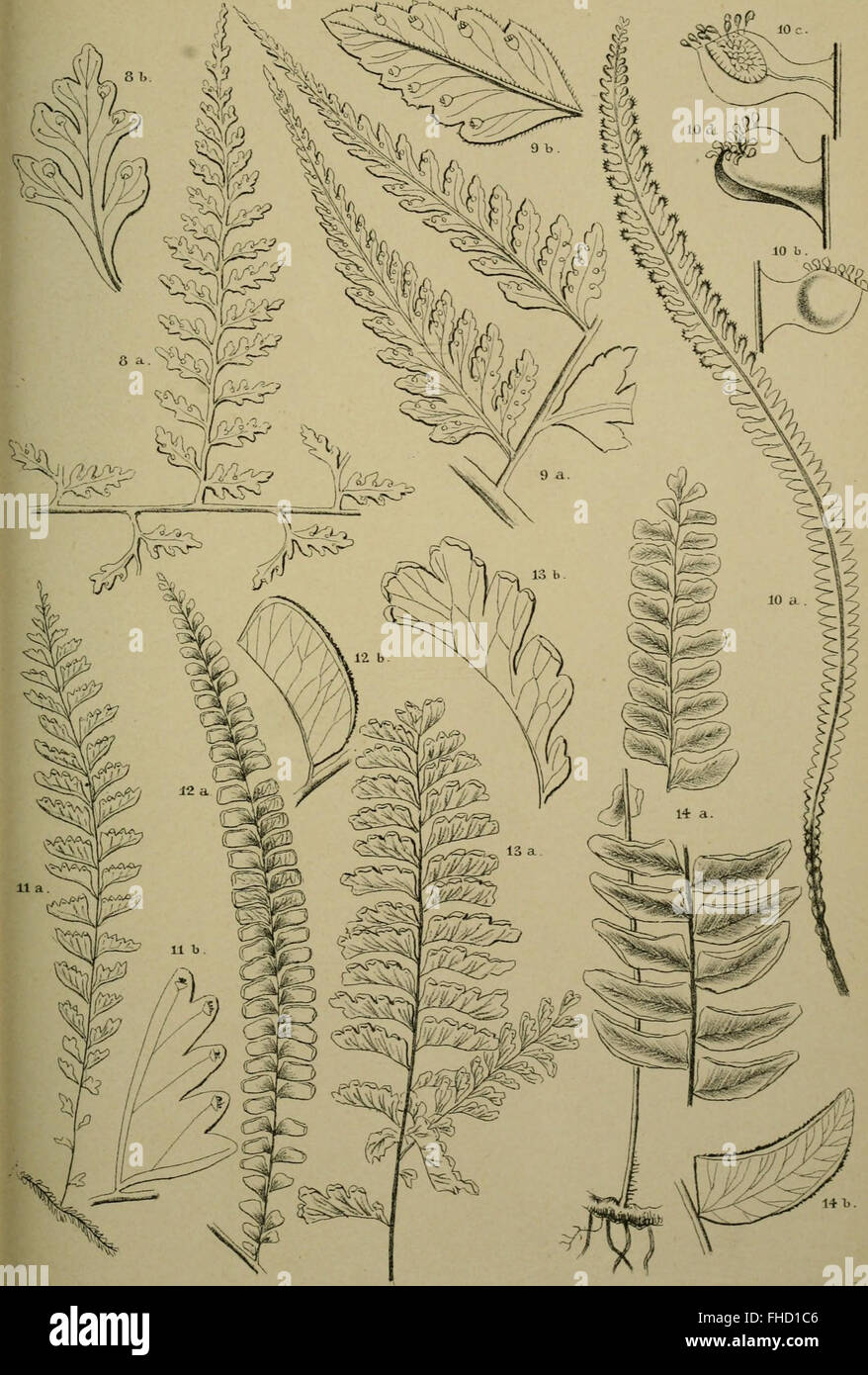 A study of the fern flora of Celebes (now Sulawesi, Indonesia ...