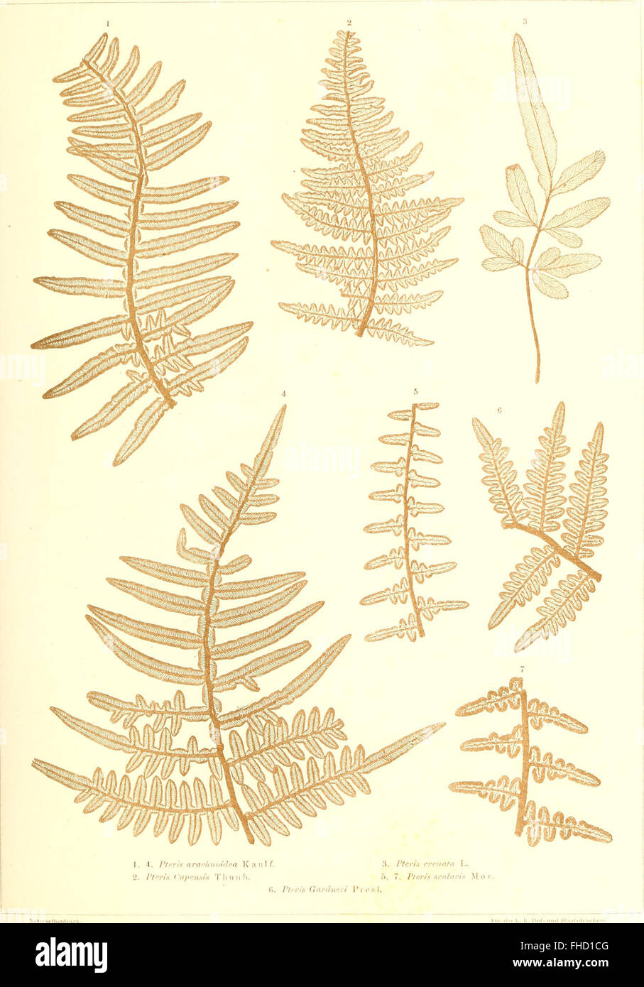 A 19th-century study on ferns, examining both living species and ...